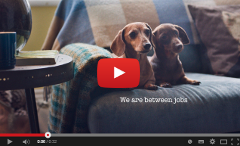 Petplan - Pet Business website