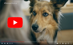 Petplan - Pet Business website